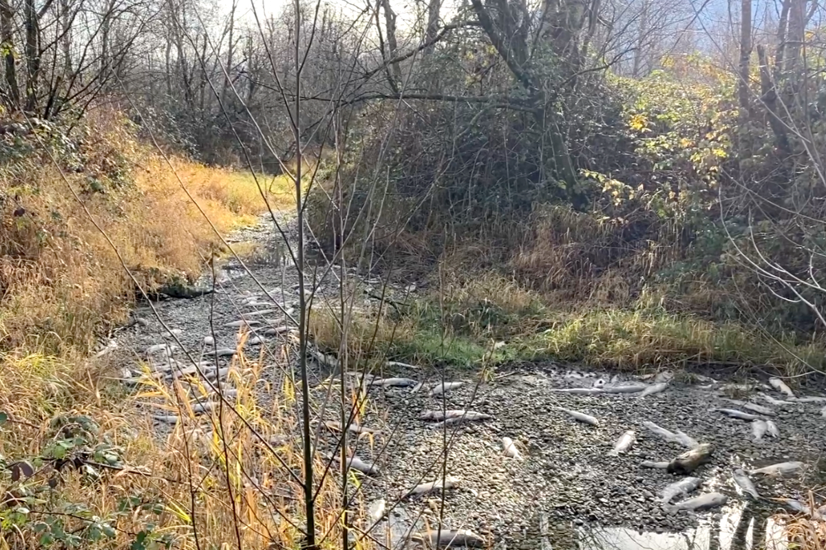 VIDEO: Thousands of salmon, eggs doomed | Agassiz Harrison Observer